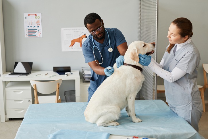 Essential Vet Visits and Preventive Care for Your Pet's Health - Totix