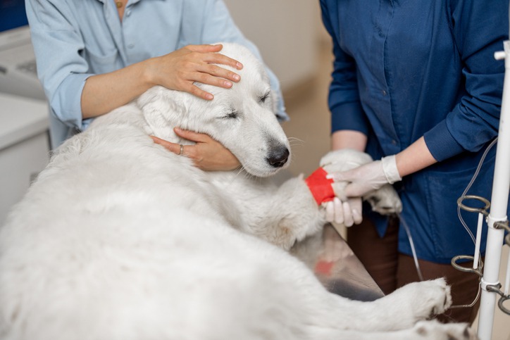 Managing Pain and Recovery in Pets: The Benefits of Cold Laser Therapy ...